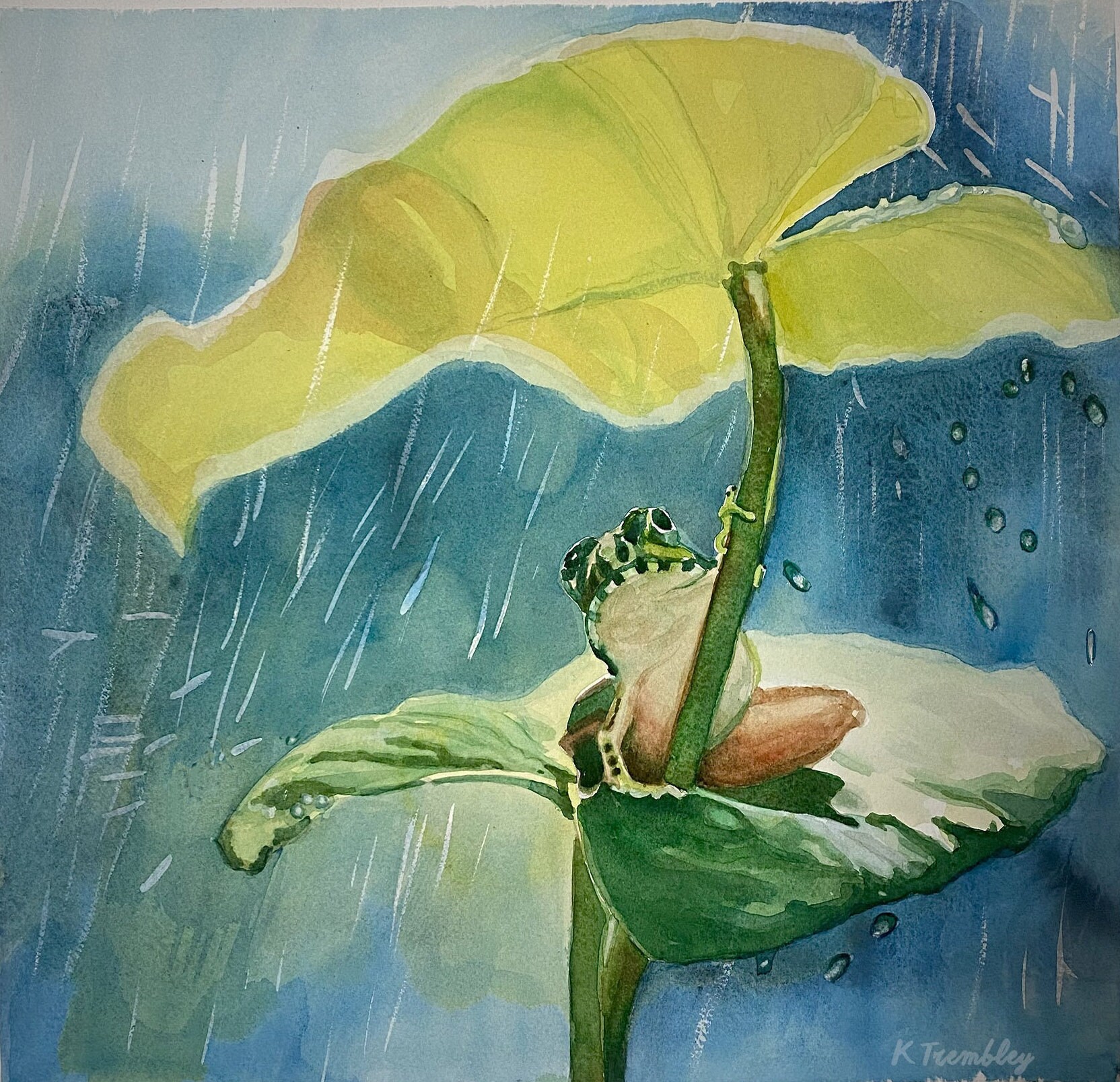 Frog and Lilly Pad in the Rain Archival Watercolor Print 12 by 12 - Etsy