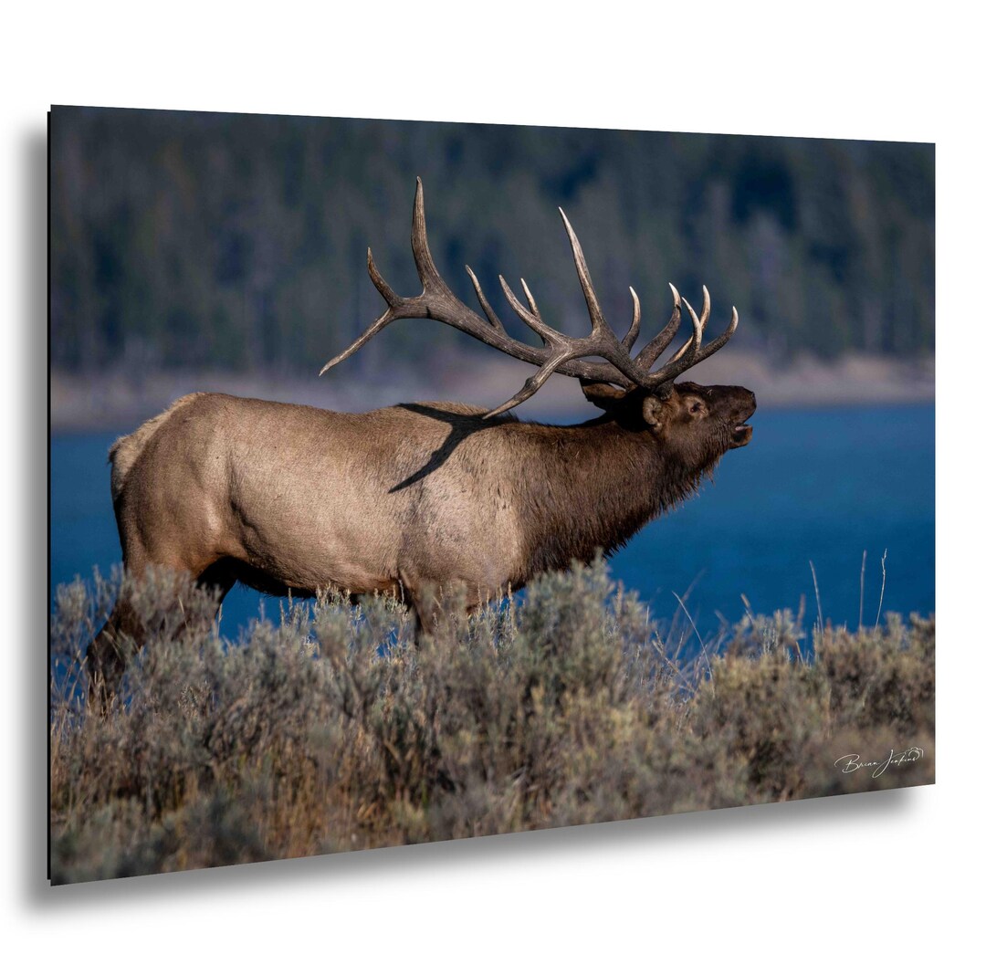 Elk Bugling Yellowstone Photo Bull Elk Yellowstone Lake Wildlife Nature ...