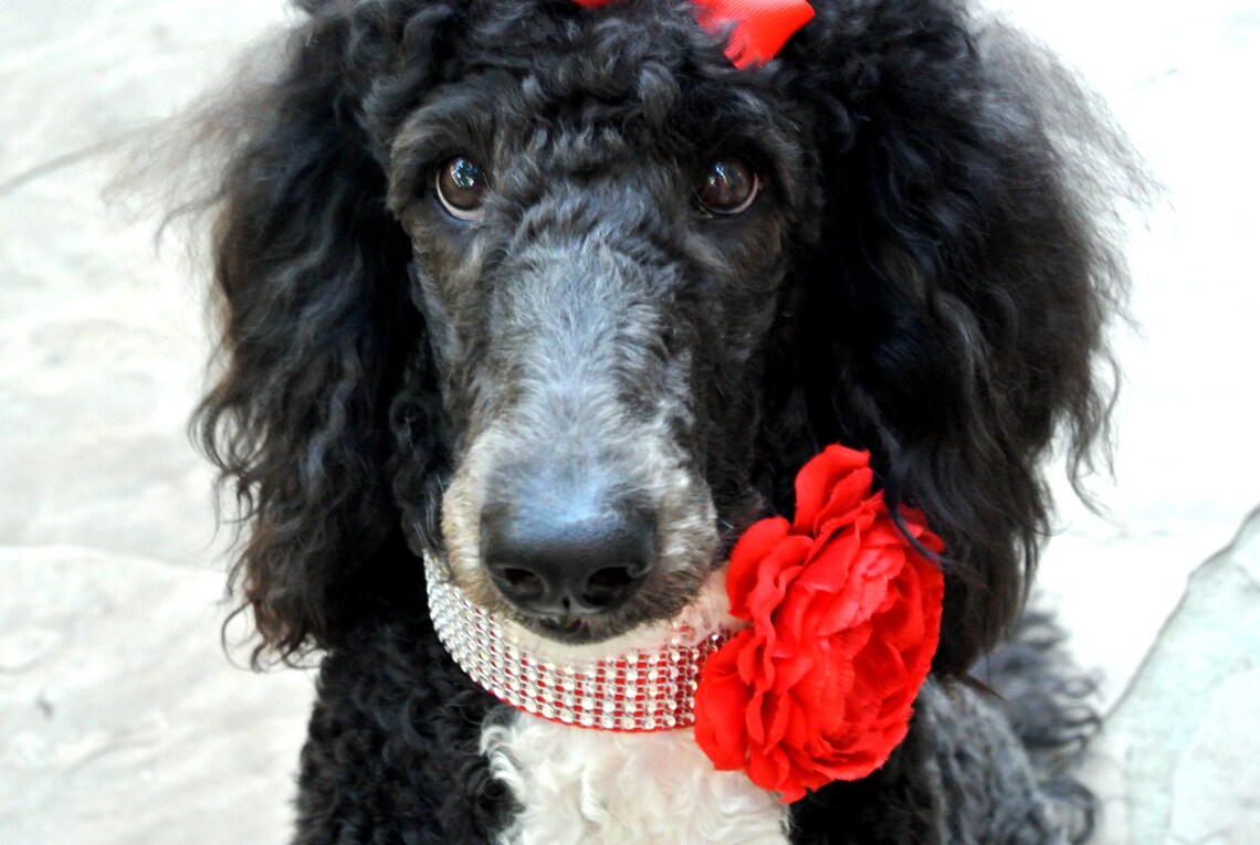 Red Dog Collar 1.5 Rhinestone Dog Collar - Etsy