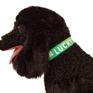 Lucky Dog Collar 1" St Patricks Day Dog Collar Shamrock Dog Collar - Etsy