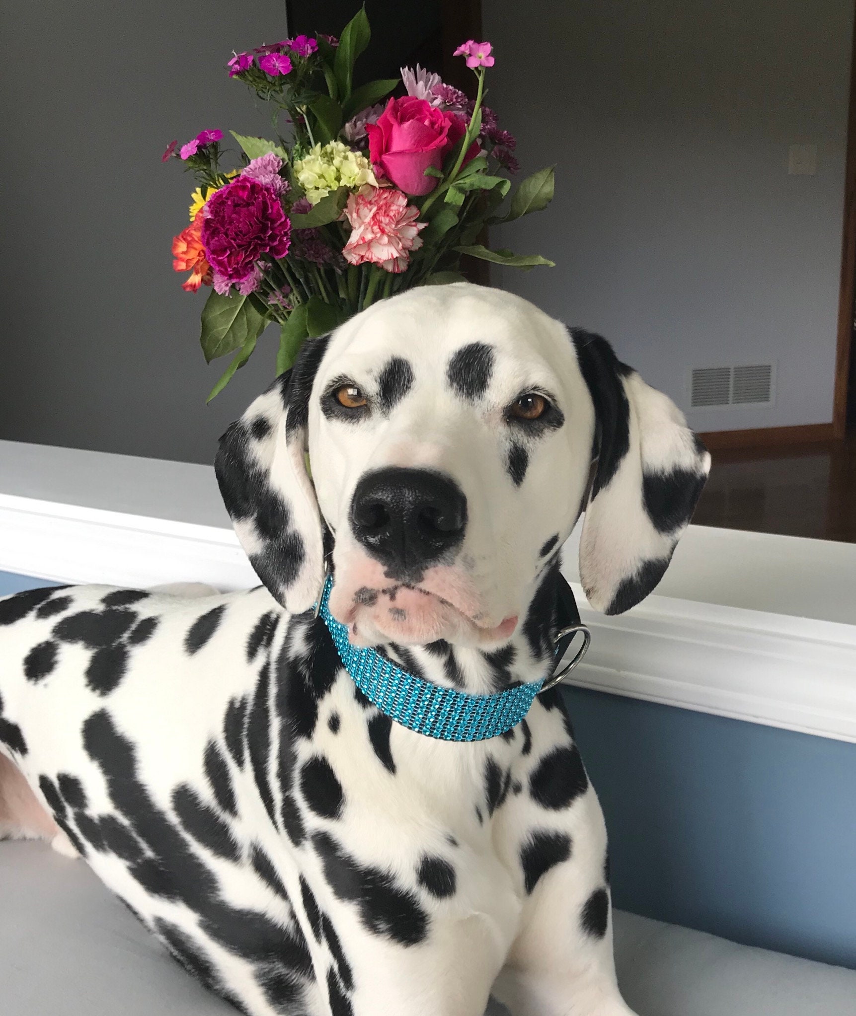 Turquoise Dog Collar 1.5 Rhinestone Dog Collar - Etsy