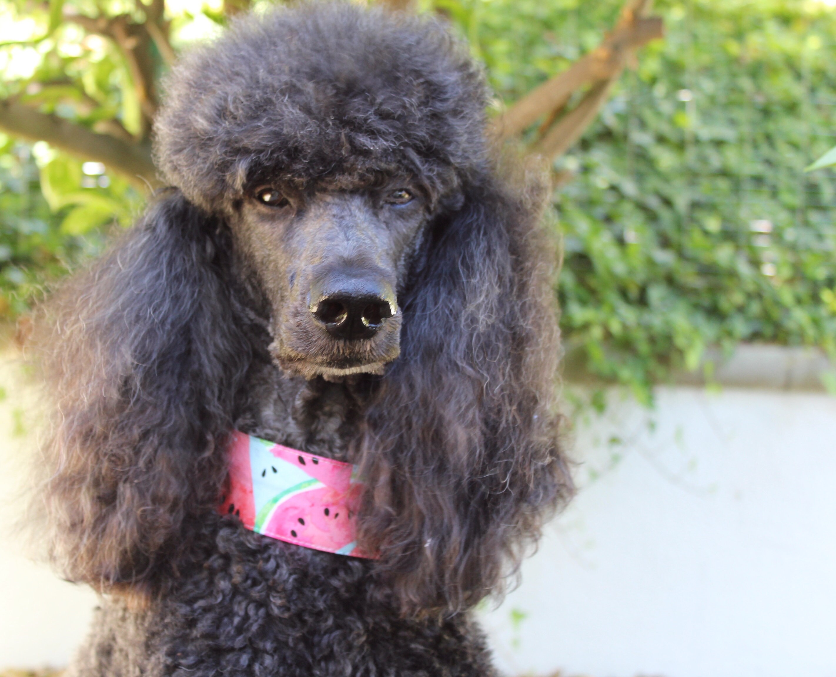 Watermelon Martingale Dog Collar Summer Fruit Dog Collar - Etsy