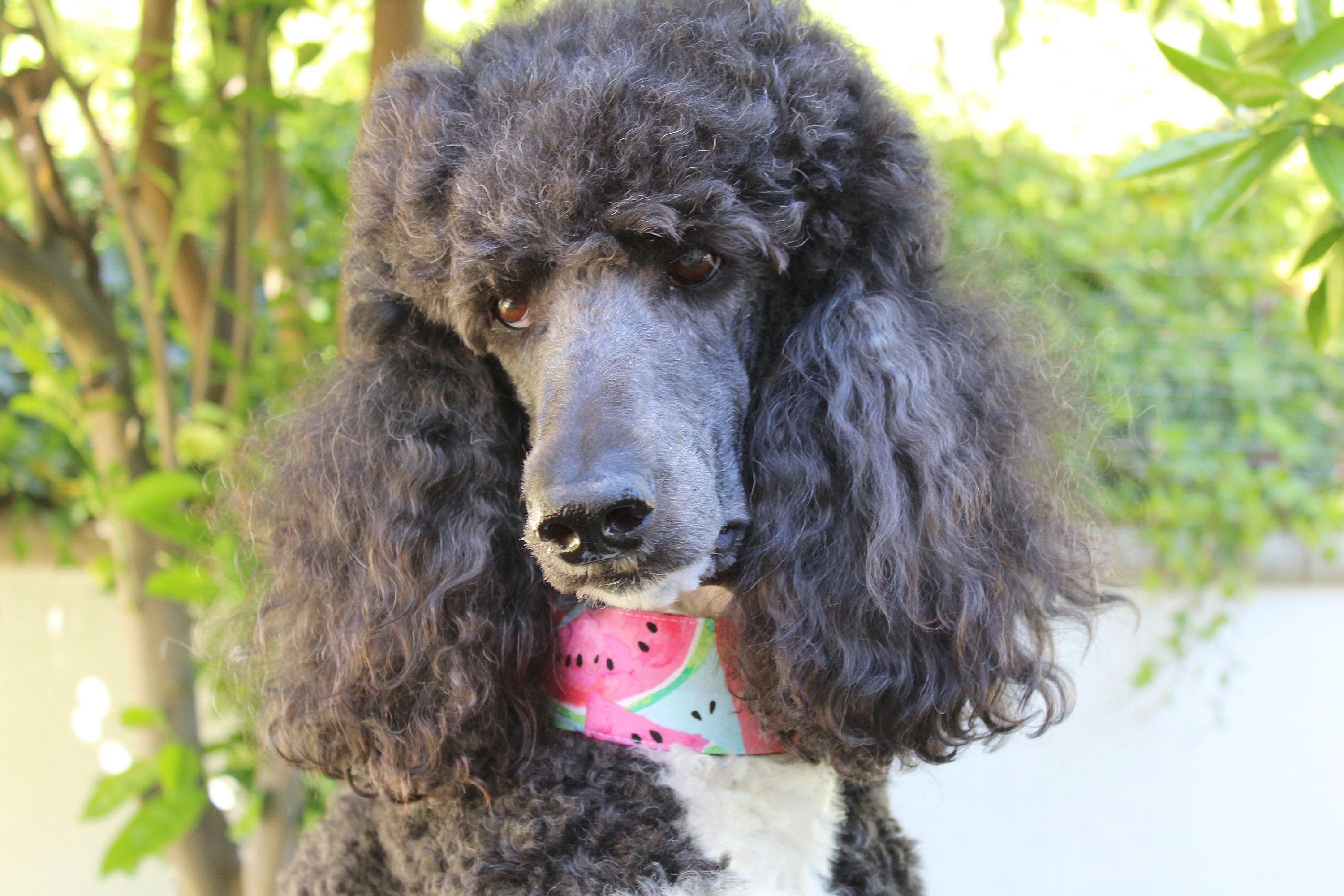 Watermelon Martingale Dog Collar Summer Fruit Dog Collar - Etsy