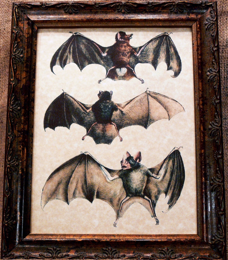 Three Bats Art From 1856 Art Print on Parchment Paper Choice - Etsy