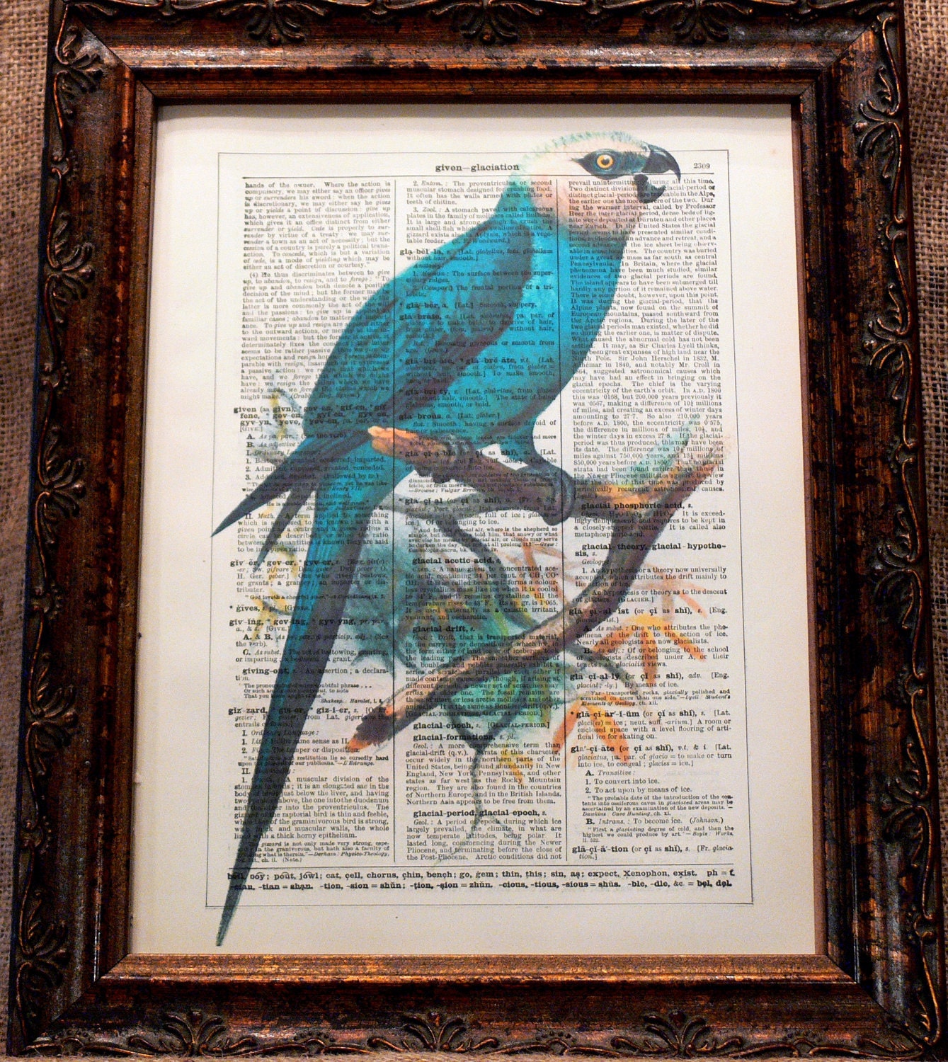 Brazilian Spix's Macaw Art Print From 1878 on Encyclopedic Dictionary ...