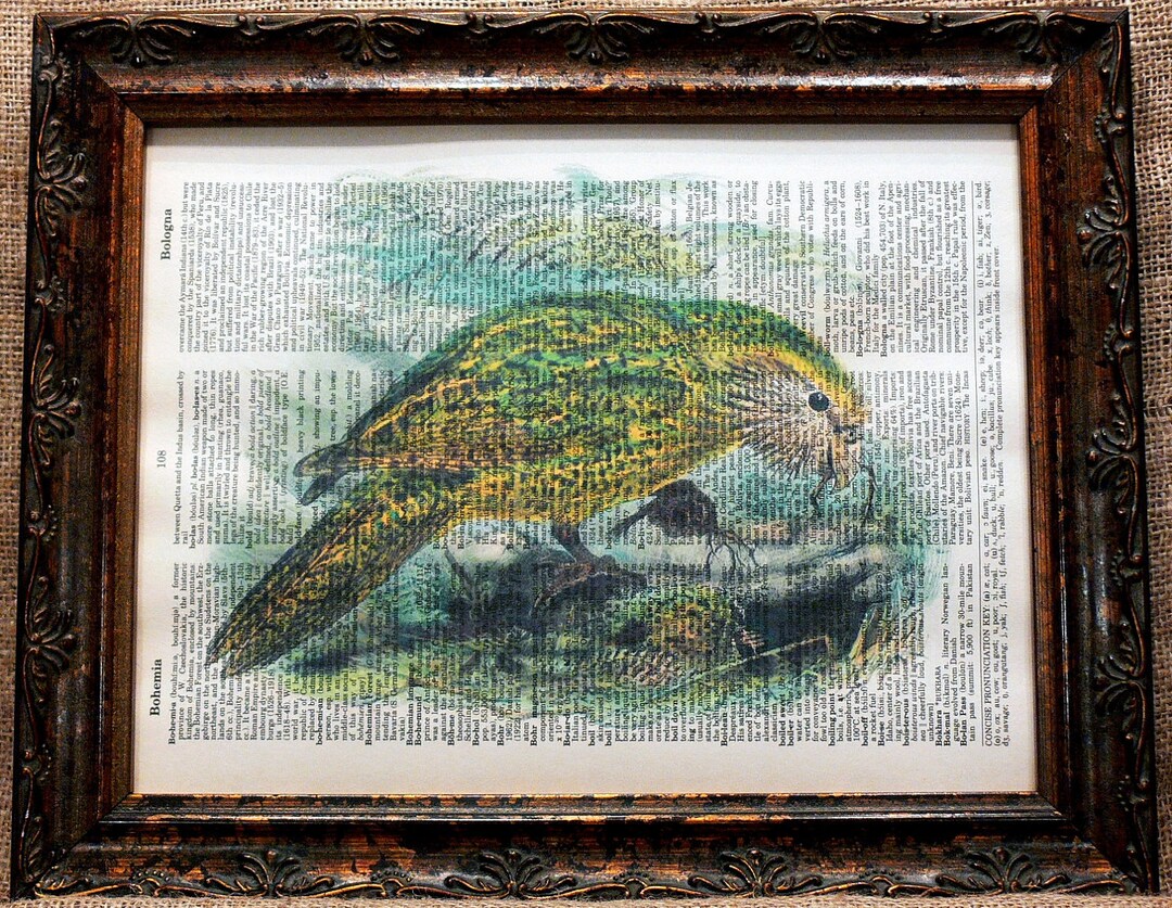 New Zealand Kakapo Art Print on Vintage Dictionary Book Page - Etsy