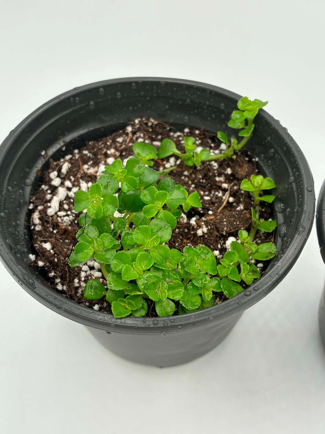 Baby Tears Plant – Pilea Depressa – Live Trailing Houseplant – Lush ...