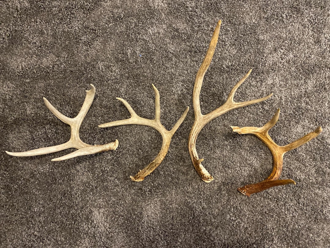 Whitetail and Mule Deer Antlers, Craft Grade, Home Decor, Dog Chews - Etsy
