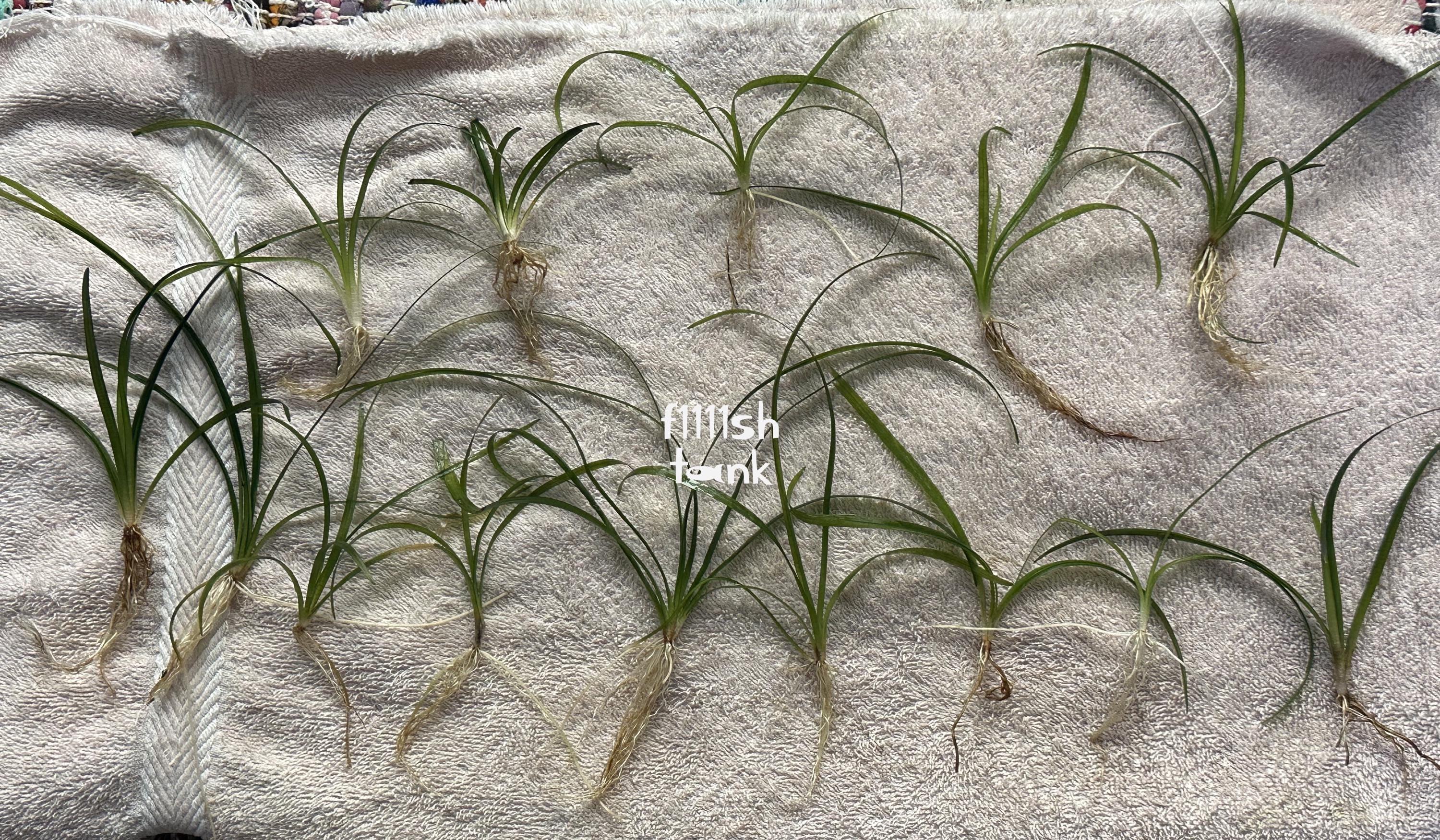 10x Dwarf Sag Sagittaria Subulata Live Easy Aquarium Aquatic Plant ...