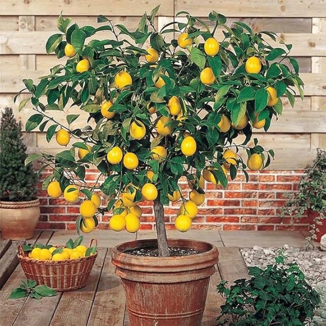 Perfume Lemon Seeds Fruit Bearing Bonsai Tree for Garden Indoor Outdoor ...