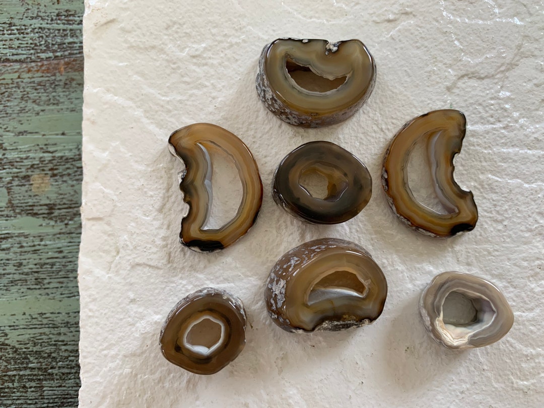 Tampa Bay Coral Polished Specimen Slices for Jewelry Making or - Etsy