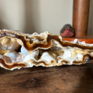 Tampa Bay Coral Rare Museum Quality Specimen Florida State Rock ...