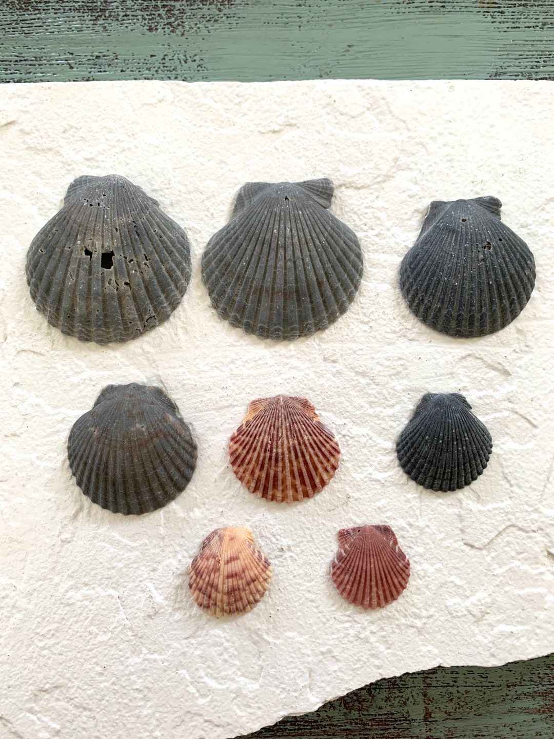 Lot of 8 Scallop Sea Shells From Charleston SC - Gray & Pink Shells for ...