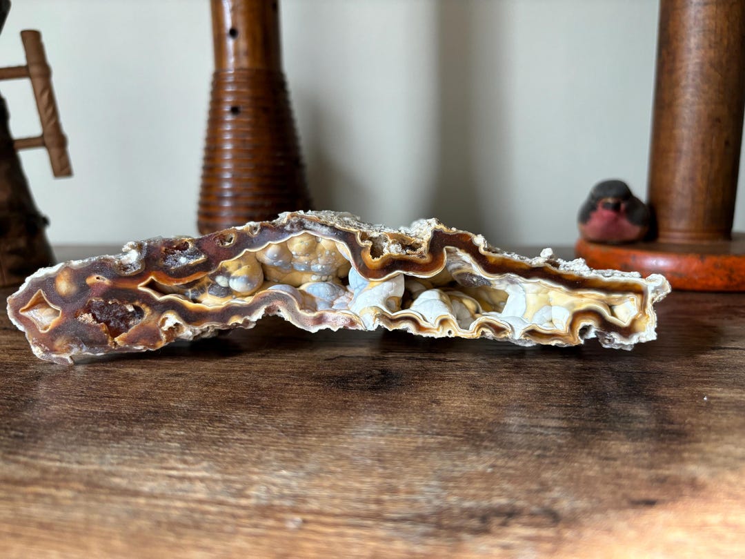 Tampa Bay Coral Rare Museum Quality Specimen Florida State Rock ...