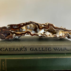 Tampa Bay Coral Rare Museum Quality Specimen Florida State Rock ...