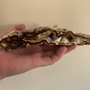 Tampa Bay Coral Rare Museum Quality Specimen Florida State Rock ...