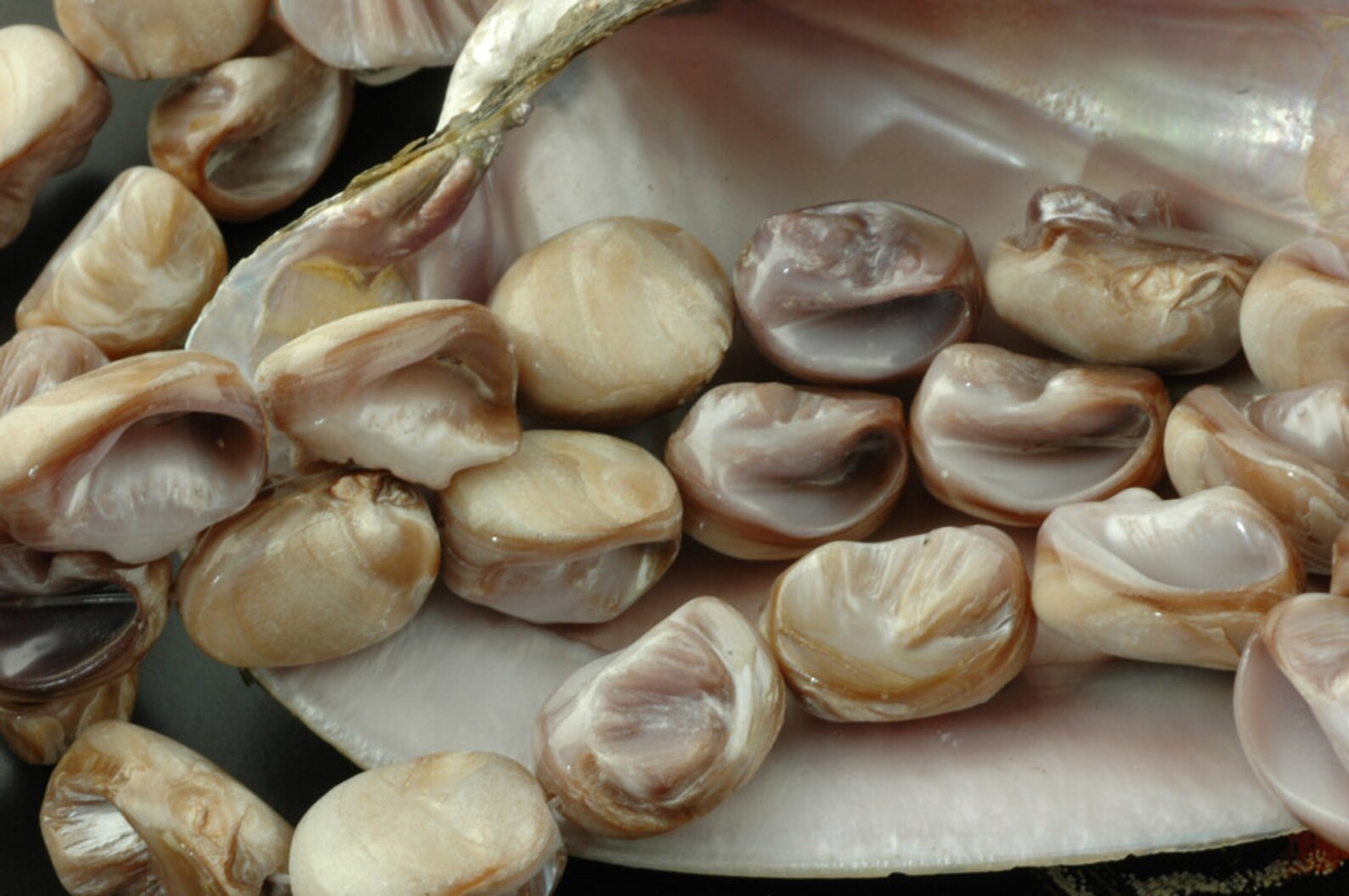 Pink, Purple Shell : Pink, Purple 19x24mm Shell Beads, Designer Bright ...