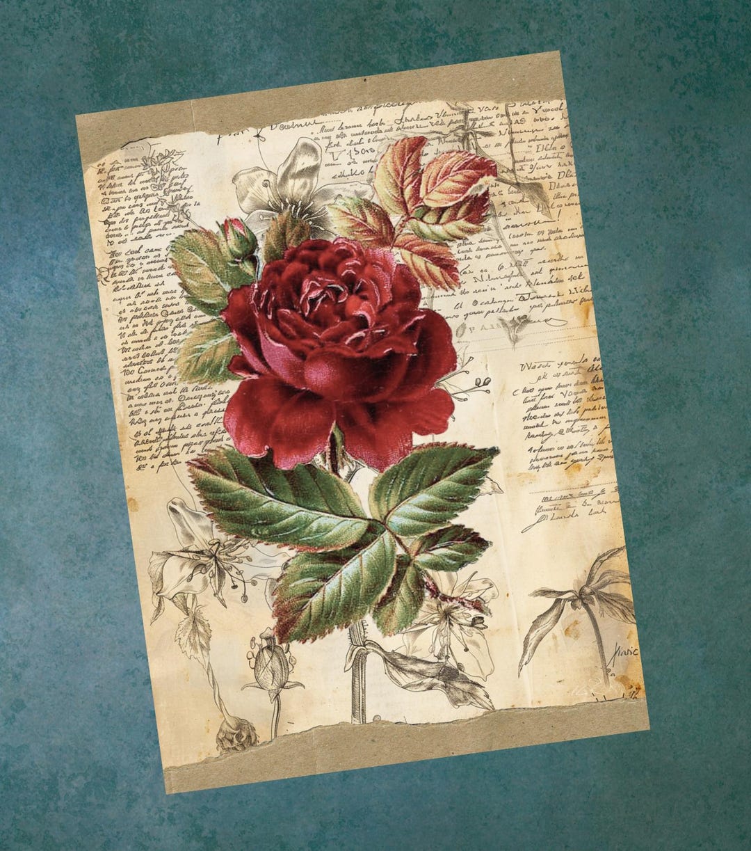 Blank Rose Nature Journal Note Cards Set of 5 -- Red Rose Cards, Nature ...