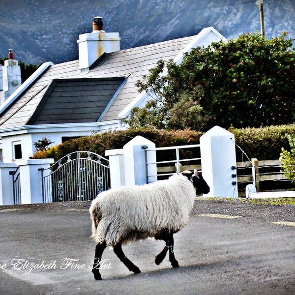 Irish Sheep - Etsy