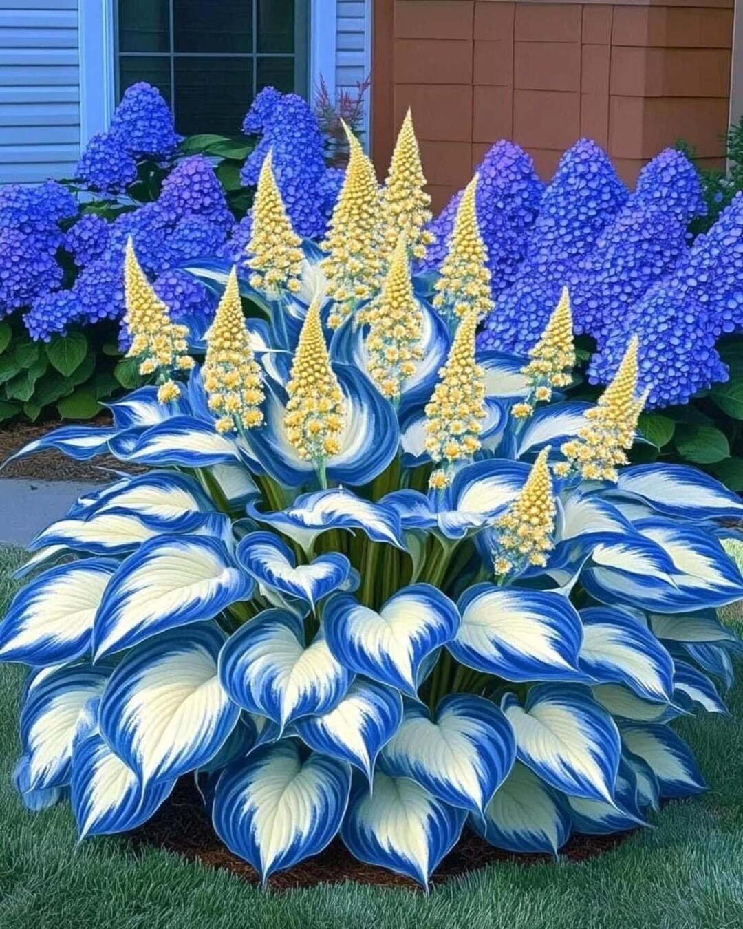 25+ Blue Coleus Type Hosta Seeds | Rare Blue Foliage | Easy-to-grow ...