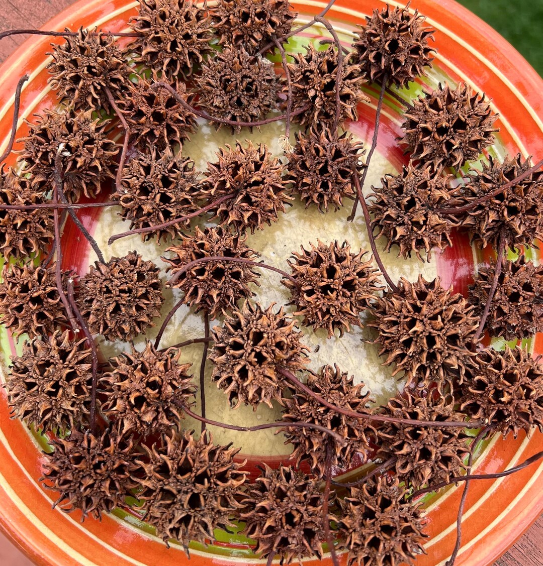Sweetgum Seed Pods for Hermit Crabs, Isopods, and Much More- Foraging ...