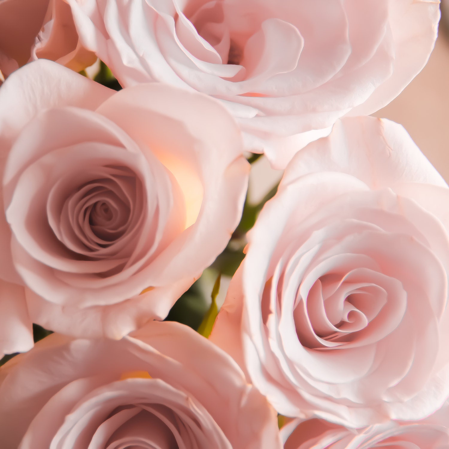 Pink Roses Photograph, Photo of Roses, Pink Wall Art, Feminine Bedroom ...