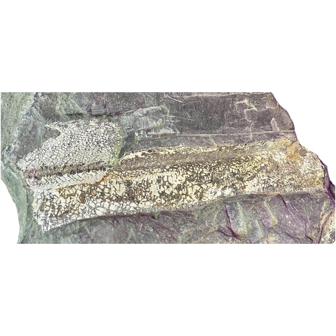 Devonian Fossil Fish Scale Band – Pennsylvania – ~380 Million Years Old ...