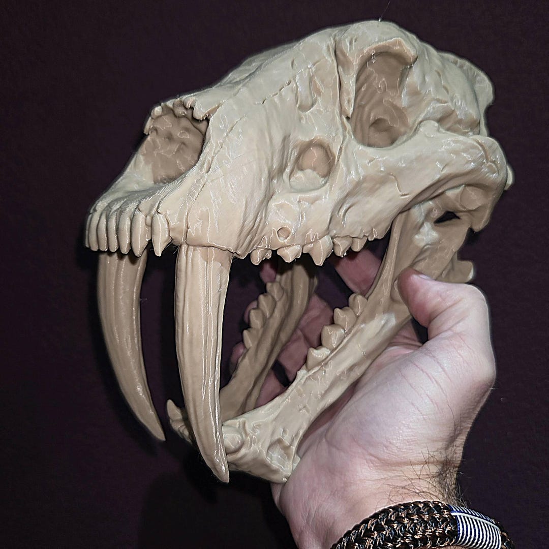 Sabertooth Tiger Skull (smilodon) - Etsy