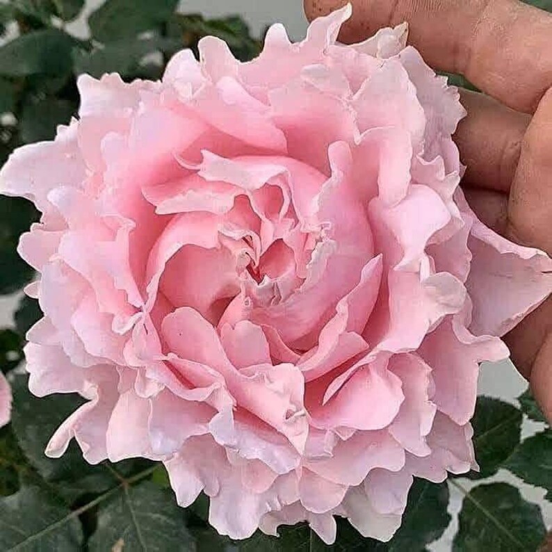 Pre-order Sophie Rochas French Florist Shrub Rose Own Root - Etsy
