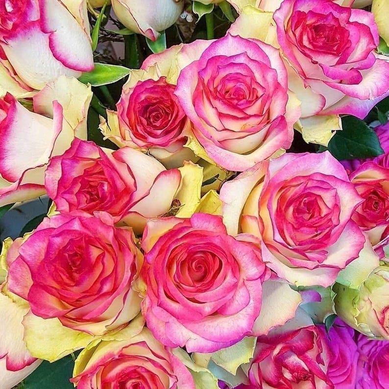 Monroe Rose AKA Color Shell Florist Rosa Cup Shaped Own Root - Etsy
