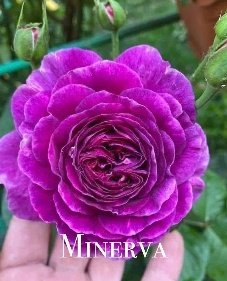 Pre-order Minerva Shrub Rose Purple Mauve Floribunda Strong Fragrance ...