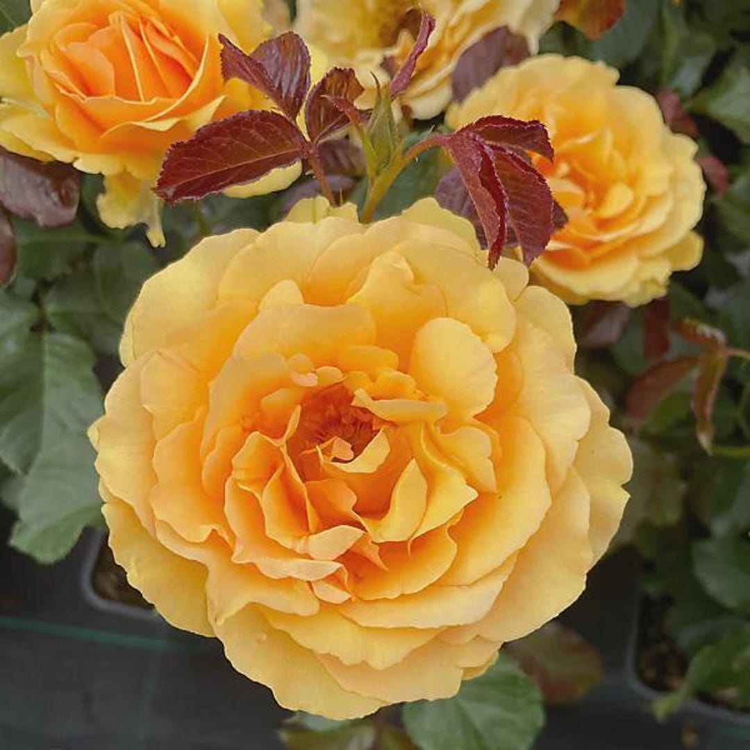 Pre-order Rosa Amber Queen Floribunda Shrub Rose Apricot-gold Flowers ...