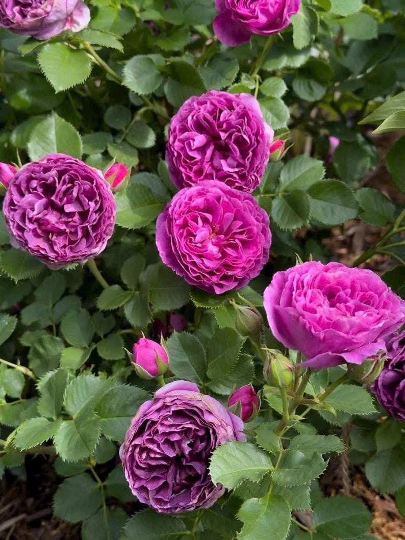 Pre-order Minerva Shrub Rose Purple Mauve Floribunda Strong Fragrance ...