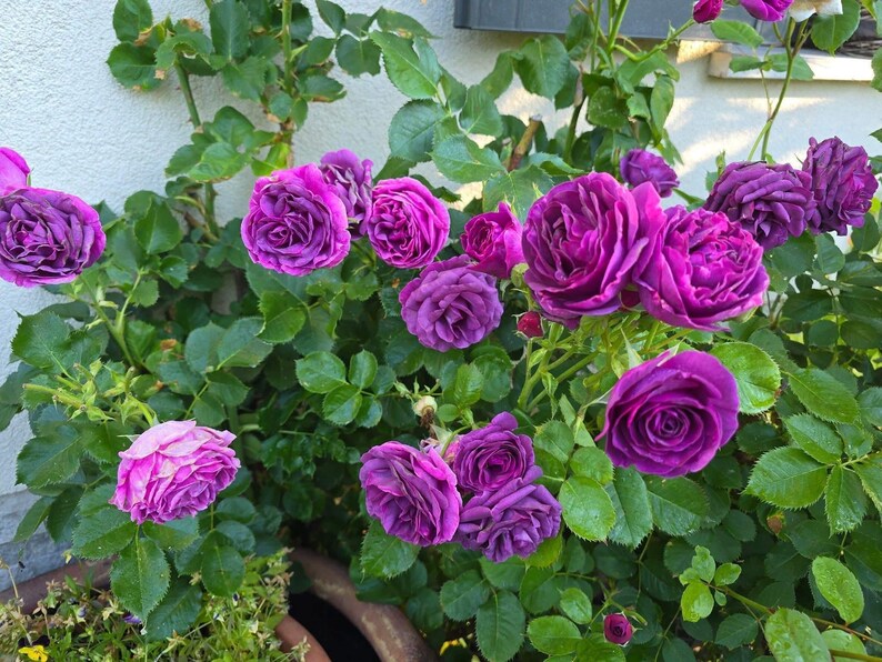 Pre-order Minerva Shrub Rose Purple Mauve Floribunda Strong Fragrance ...
