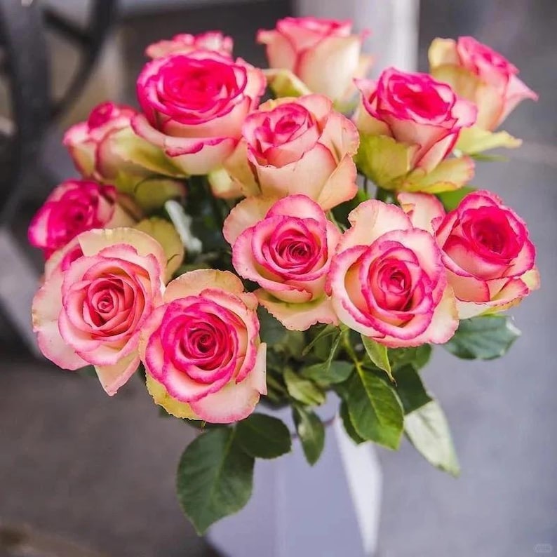 Monroe Rose AKA Color Shell Florist Rosa Cup Shaped Own Root - Etsy