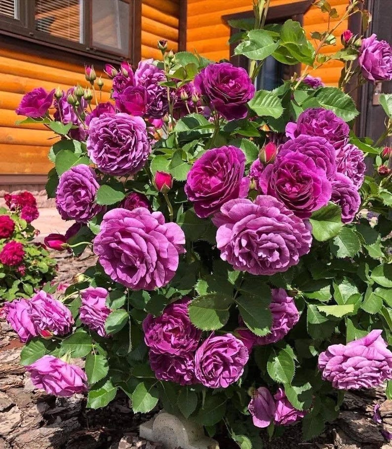 Pre-order Minerva Shrub Rose Purple Mauve Floribunda Strong Fragrance ...