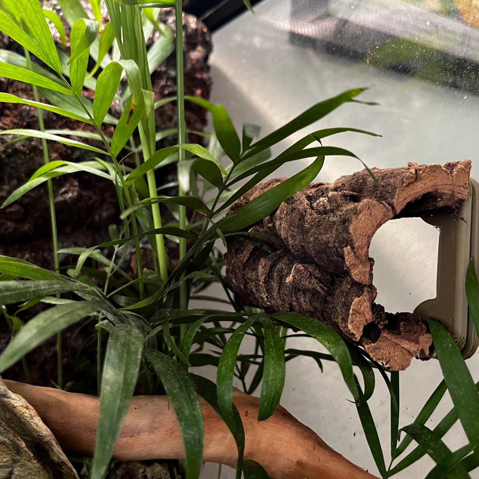 Magnetic Cork Bark Hide for Reptiles – Natural Bioactive Terrarium ...