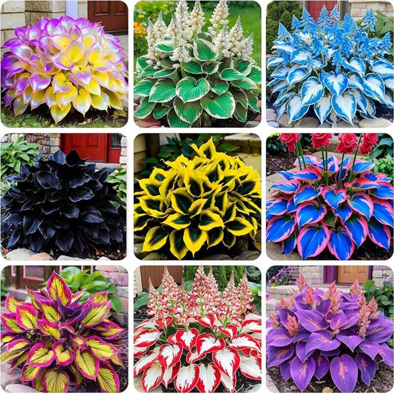 Rare Hosta Seeds - Etsy