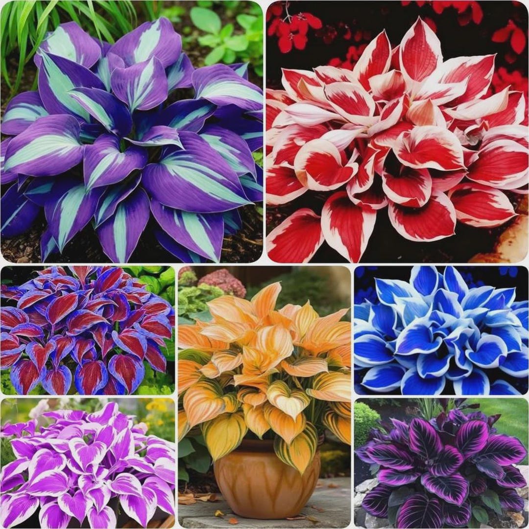 1000 Hosta Seeds Perennial Mix Blue, White, Green Variegated Foliage ...