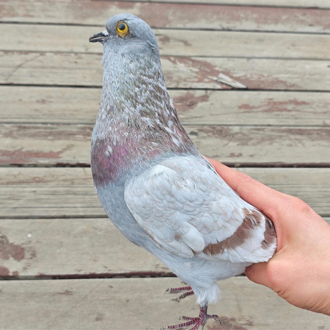 Real Taxidermy Grey Pigeon Rock Dove Specimen Bird Oddities Urban ...