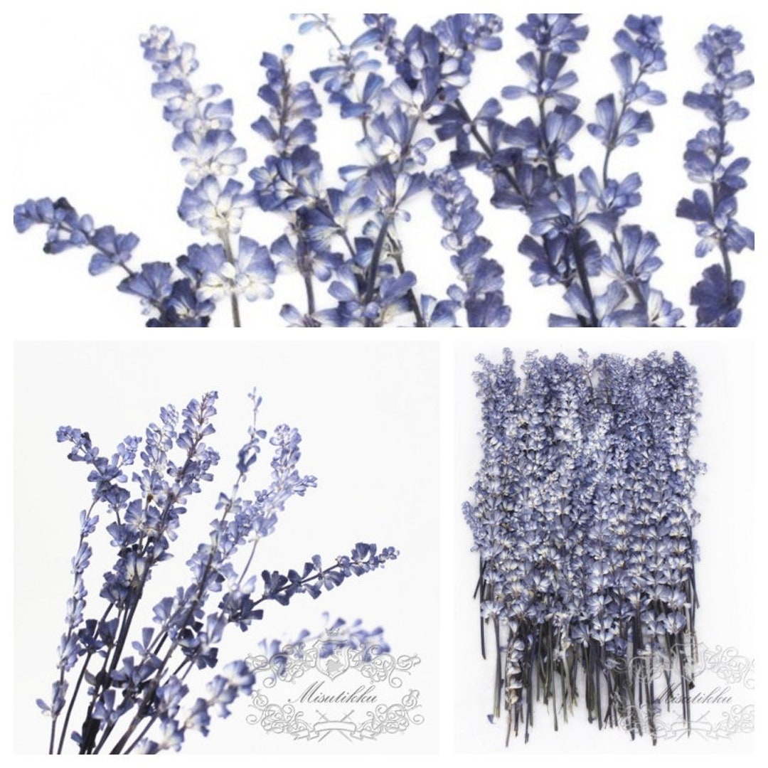 12 PCS Set 8-14CM Pressed Lavender Flower, Dried Flower Blue Lavender ...