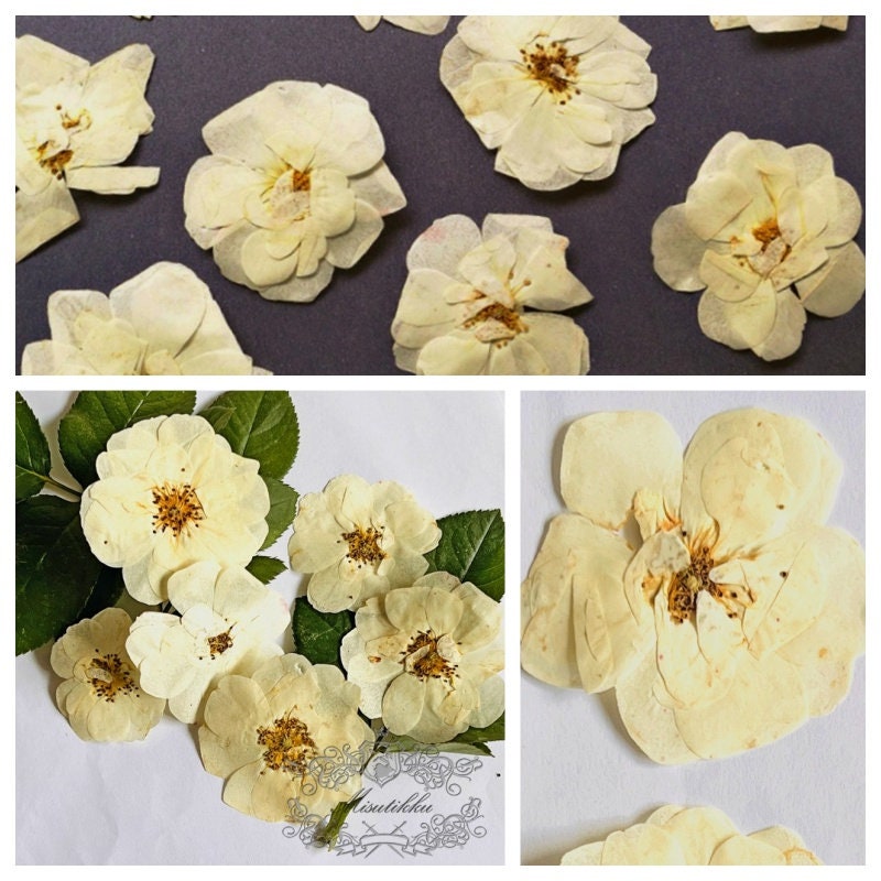 Pressed White Rose - Etsy