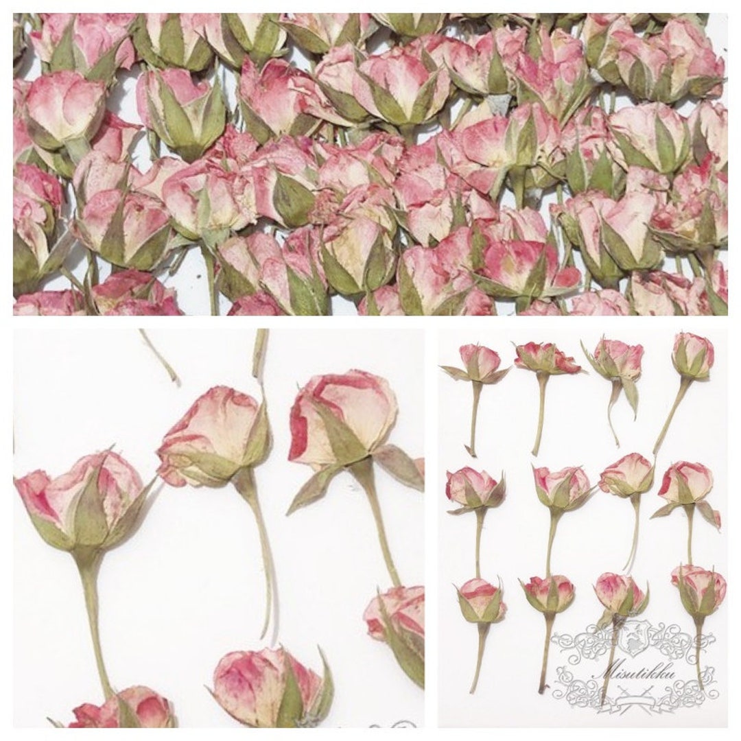 12 Pcs/set 3-5CM Dried Pressed Flower Pink Rose Buds Pressed Real Rose ...