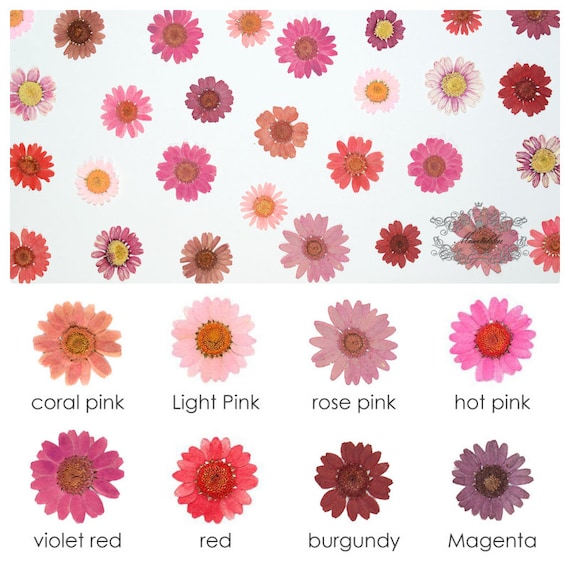 Hot Pink Daisy