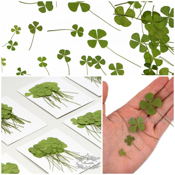 Dried 4 Leaf Clover - Etsy