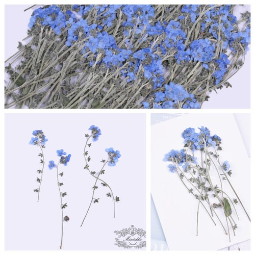 100 Pieces Real Dried Pressed Flowers Forget-me-nots - Etsy