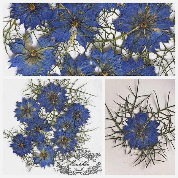 Blue Dried Flowers - Etsy