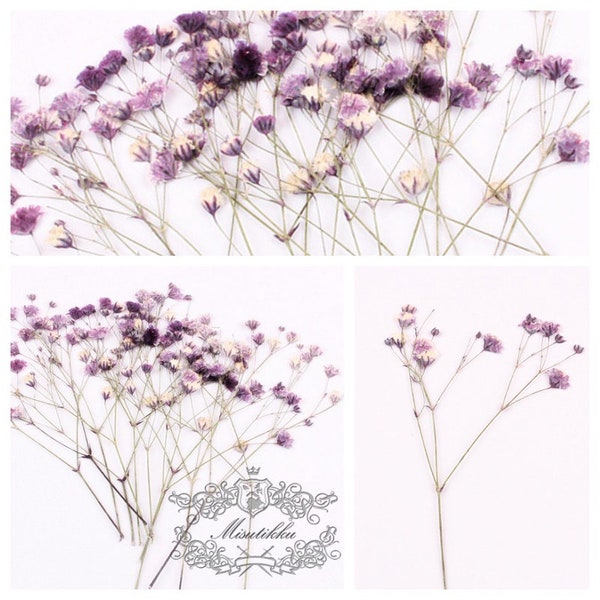 Purple Babys Breath - Etsy