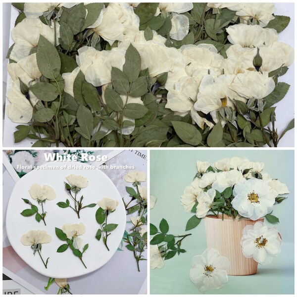 Dried White Roses - Etsy