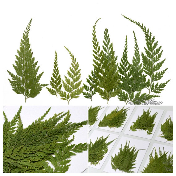 Flat Leaf Fern